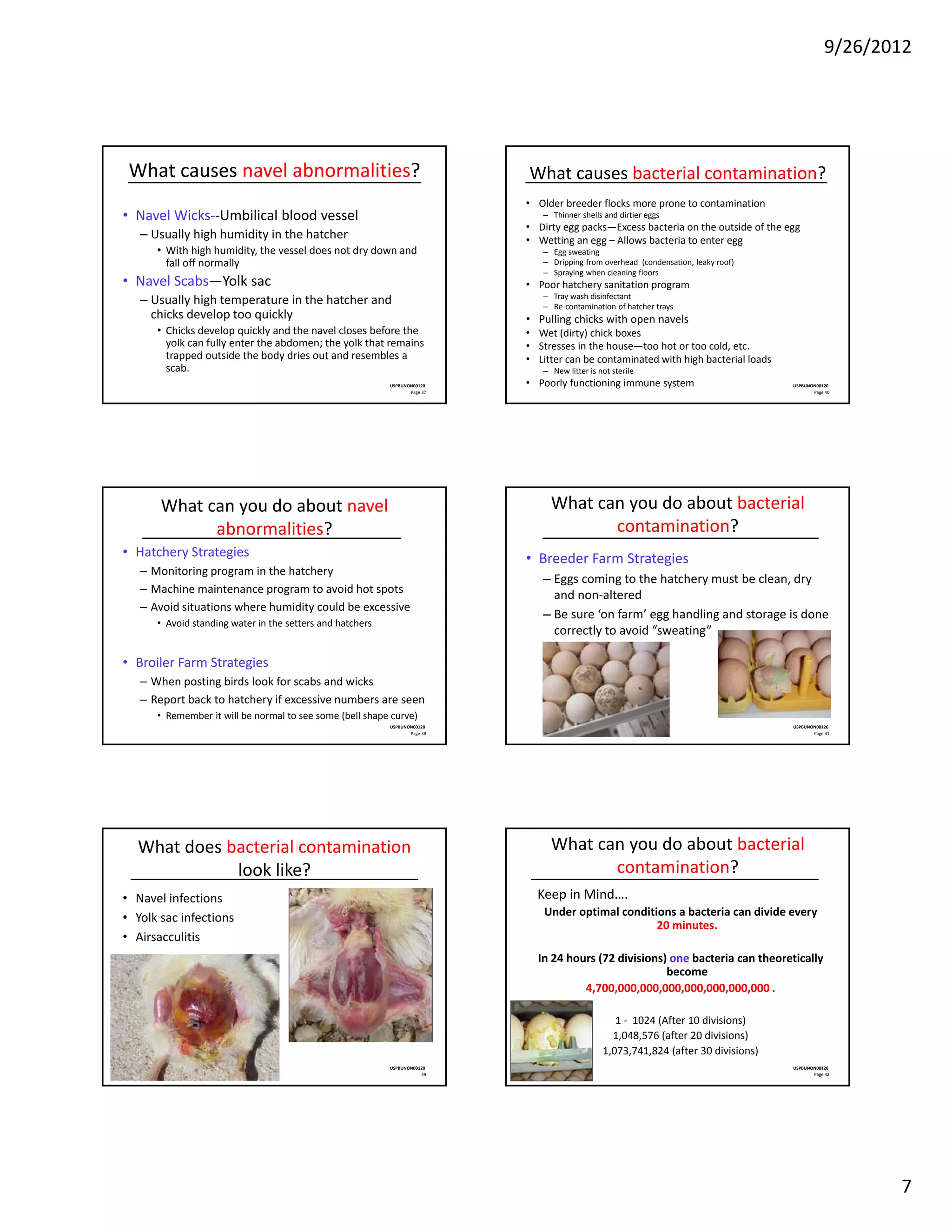 Chick quality and firstweek mortality | PDF