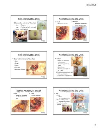 Chick quality and firstweek mortality | PDF