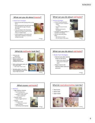 Chick quality and firstweek mortality | PDF