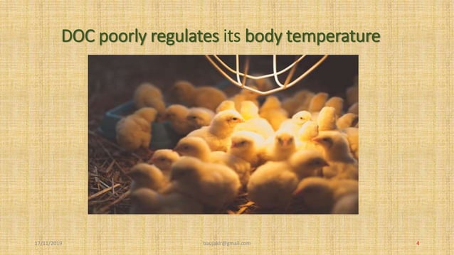 Chick transportation | PPTX