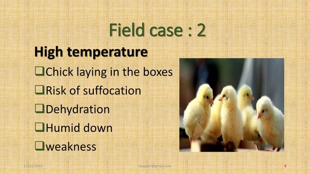 Chick transportation | PPTX