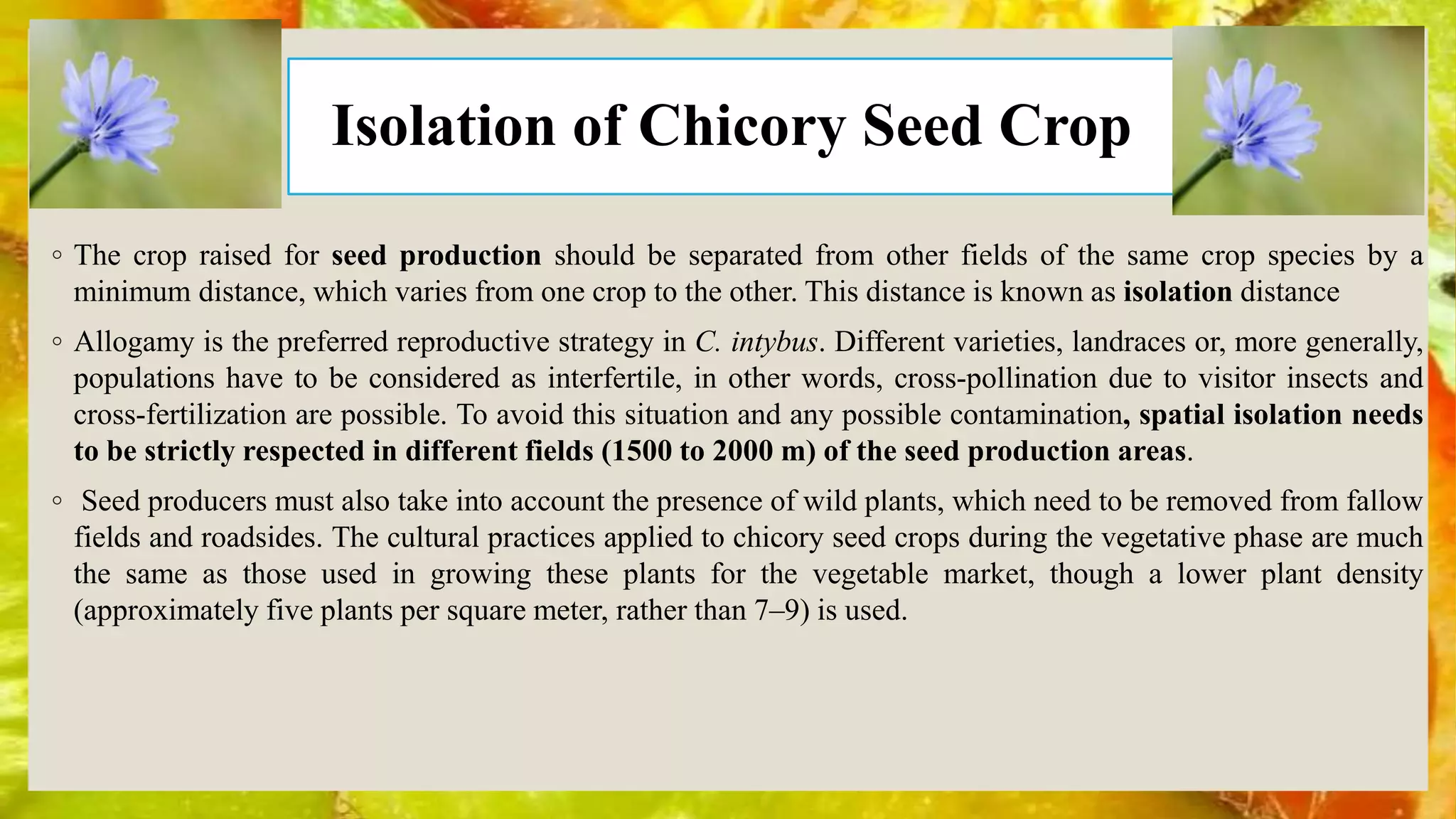 Chicory | PPTX