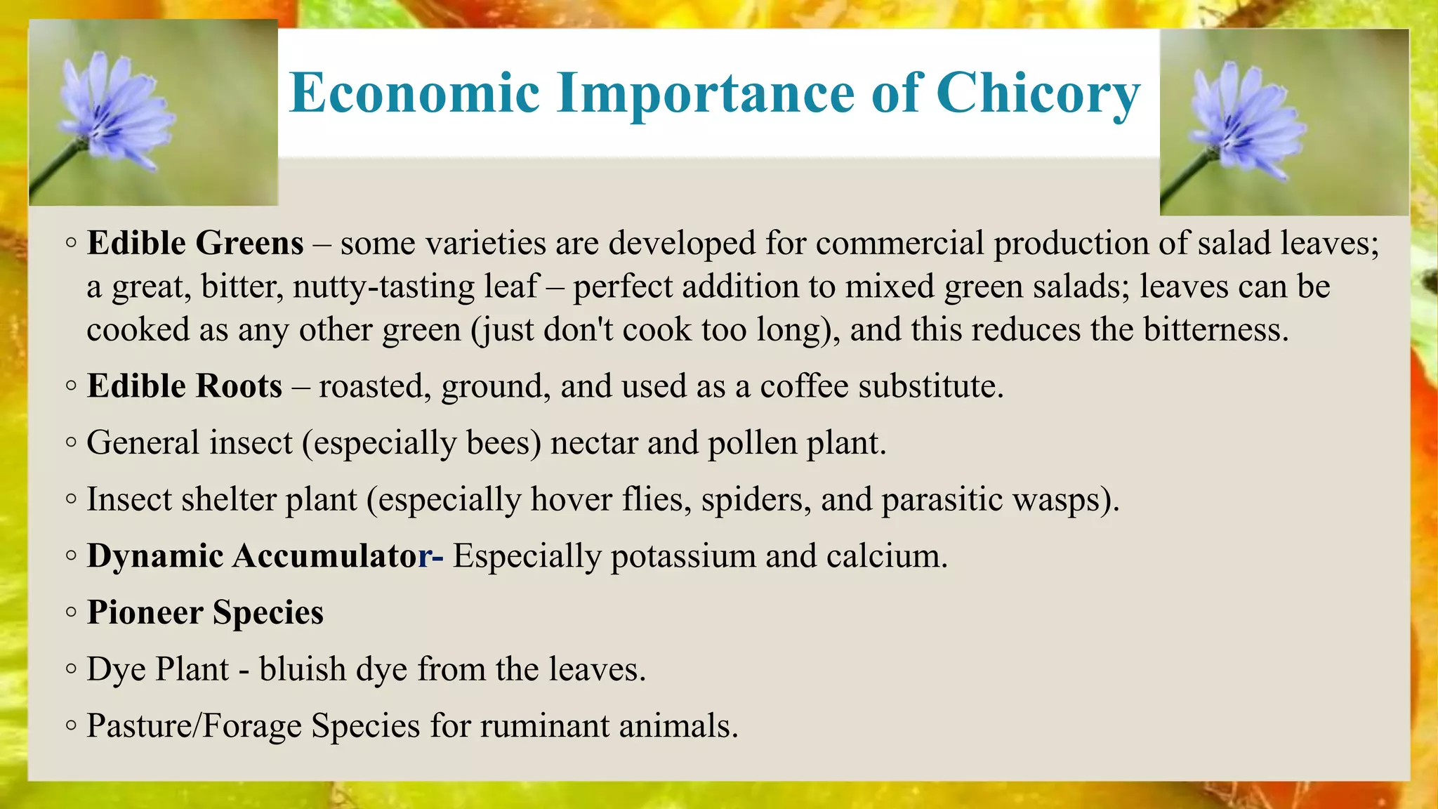 Chicory | PPTX