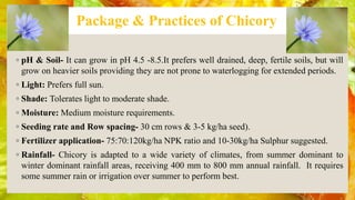 Chicory | PPTX
