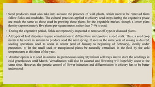 Chicory | PPTX