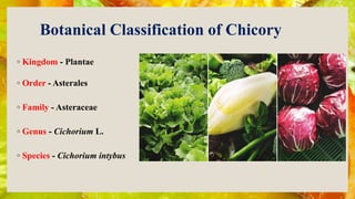 Chicory | PPTX