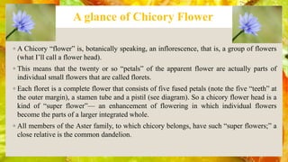 Chicory | PPTX