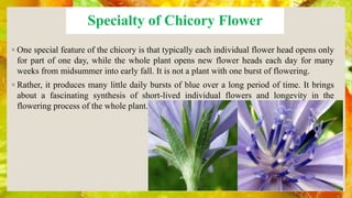 Chicory | PPTX