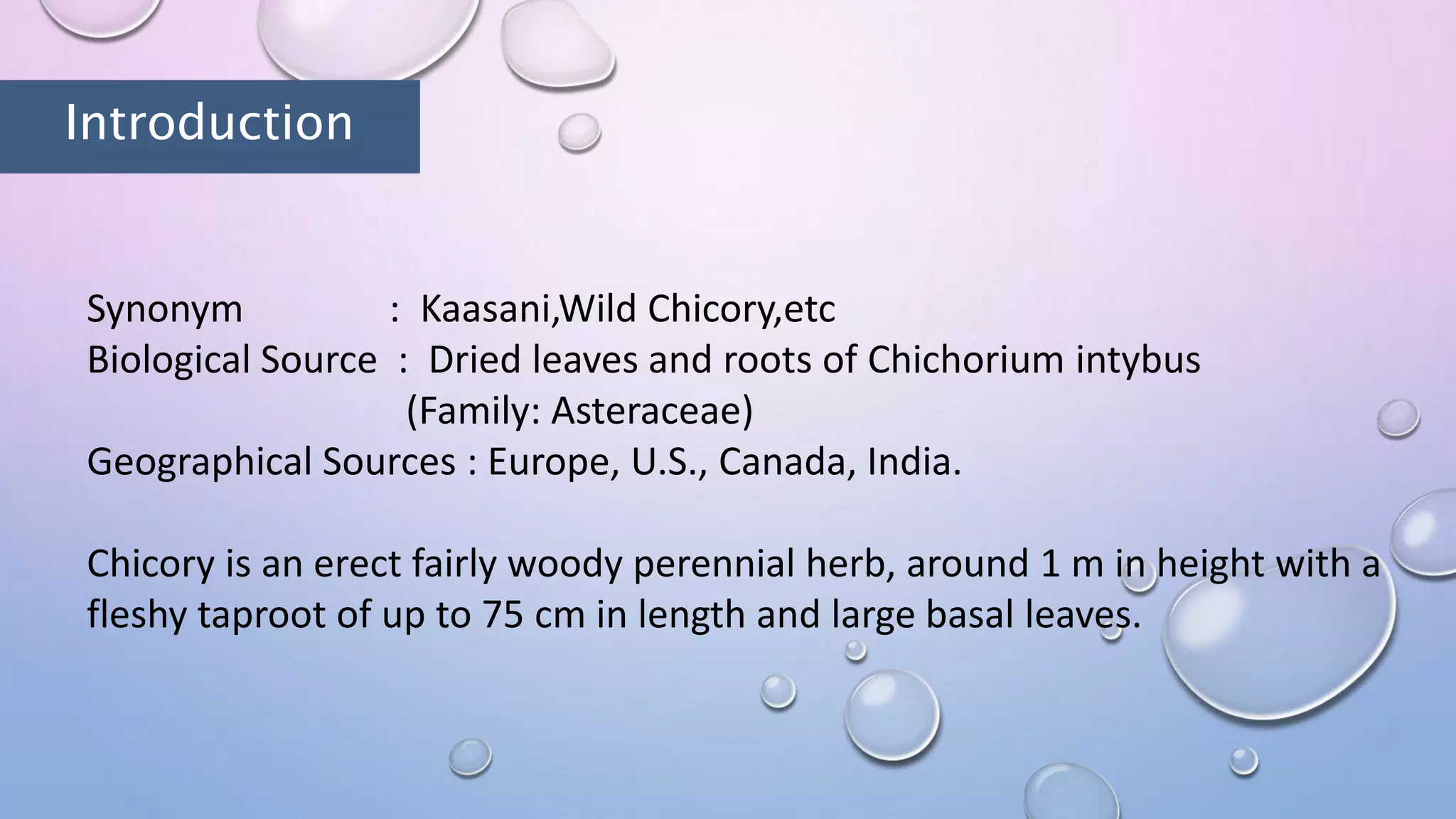 Chicory as health benefit ( Nutraceutical) | PPTX