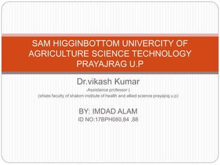 Chicory presentation | PPT