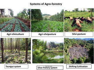 Role of agroforestry in augmenting crop productivity | PPTX