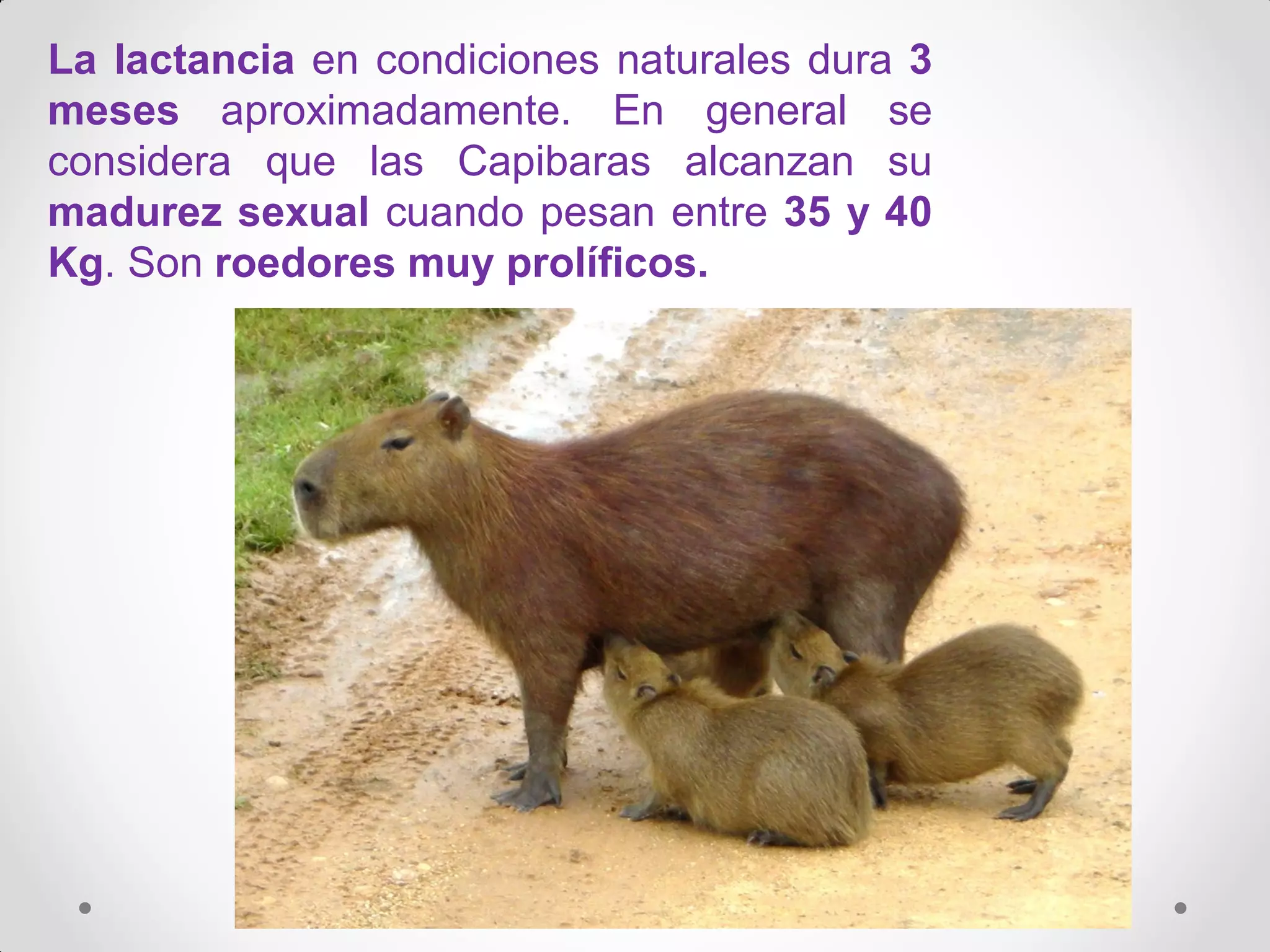 Chiguiro | PPT