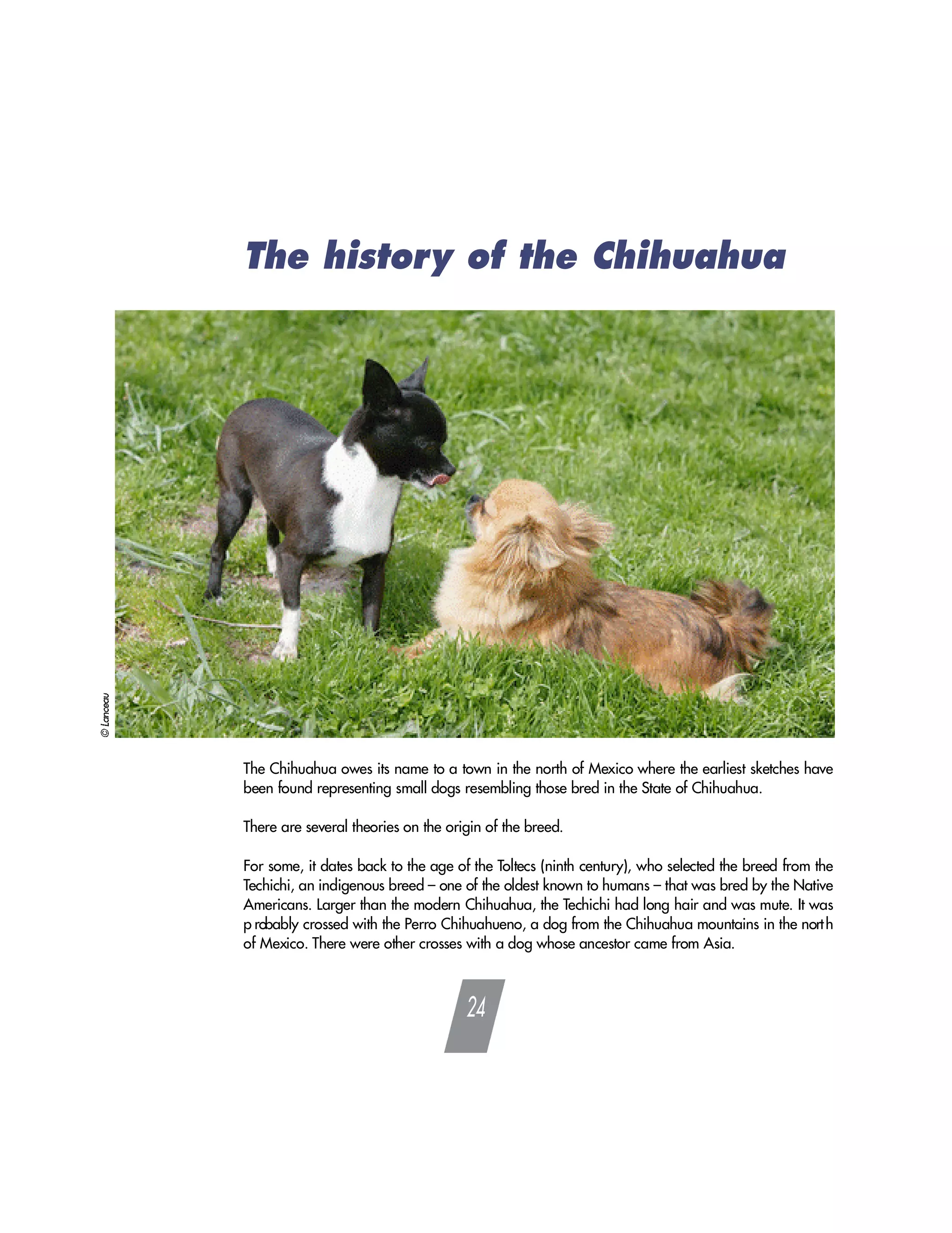 Chihuahua history | PDF
