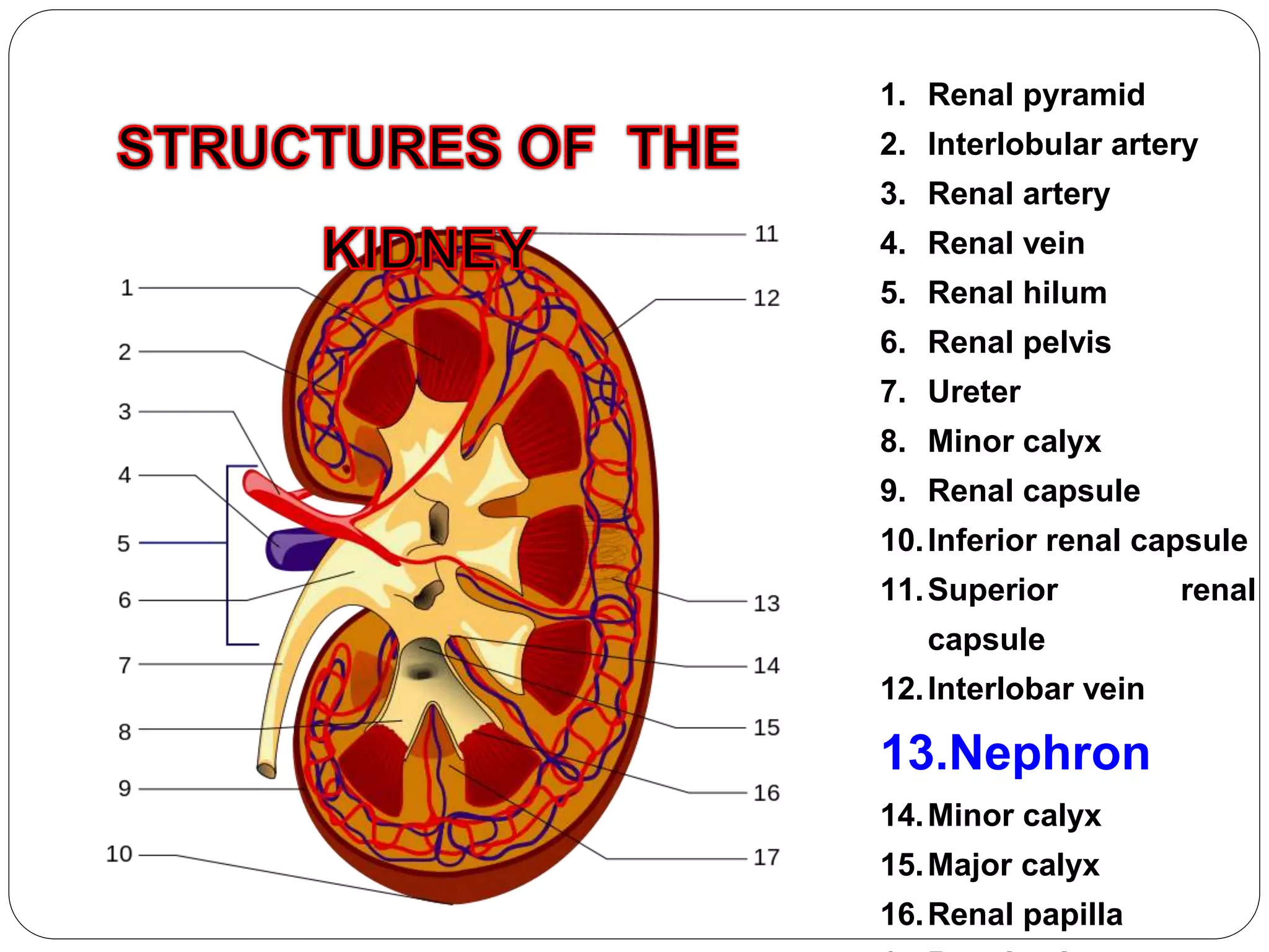 Chikitsasutra of mutravaha srotas disorders | PPSX