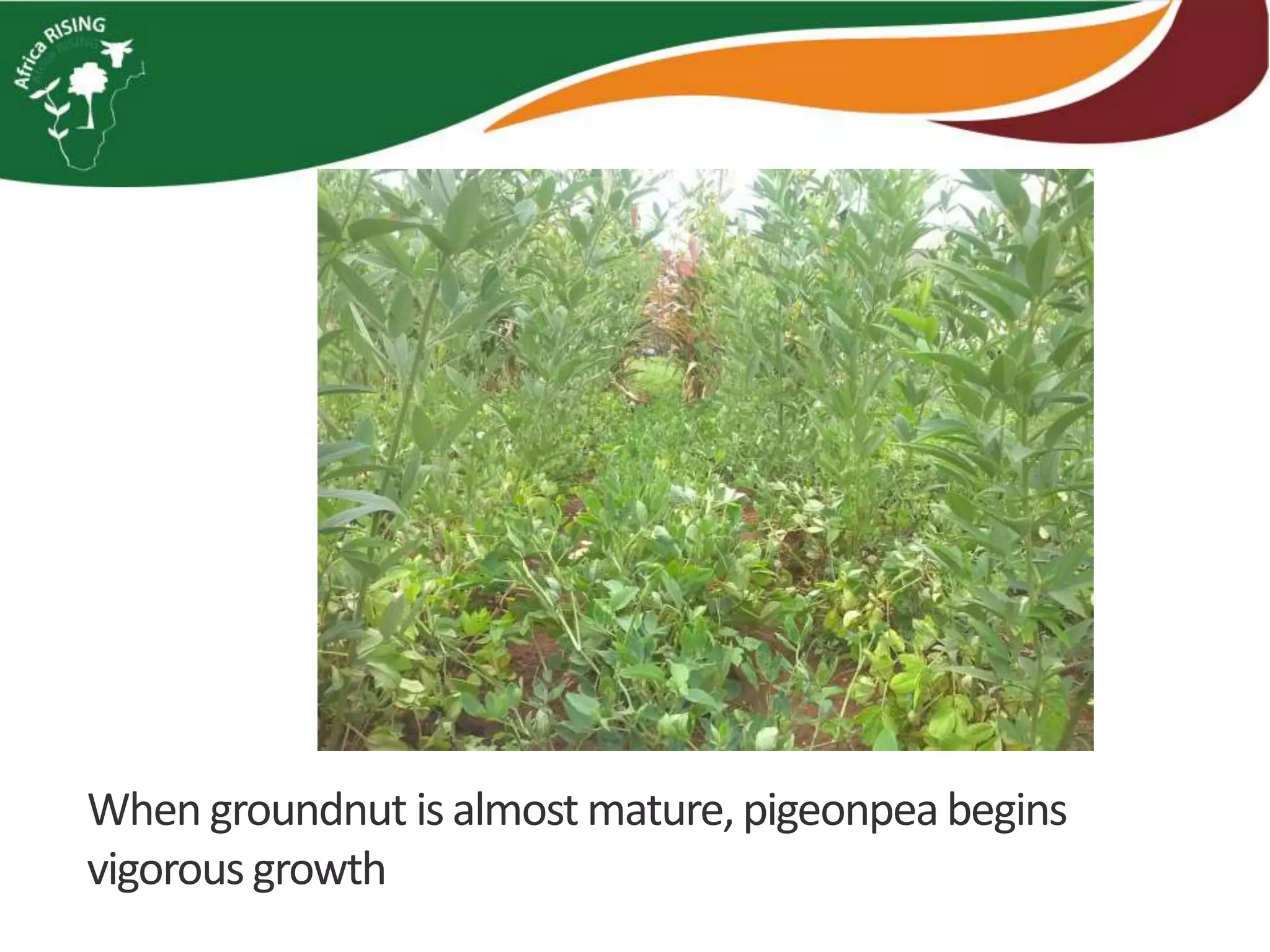 Sustainable Intensification through the doubled-up legume technology | PPTX