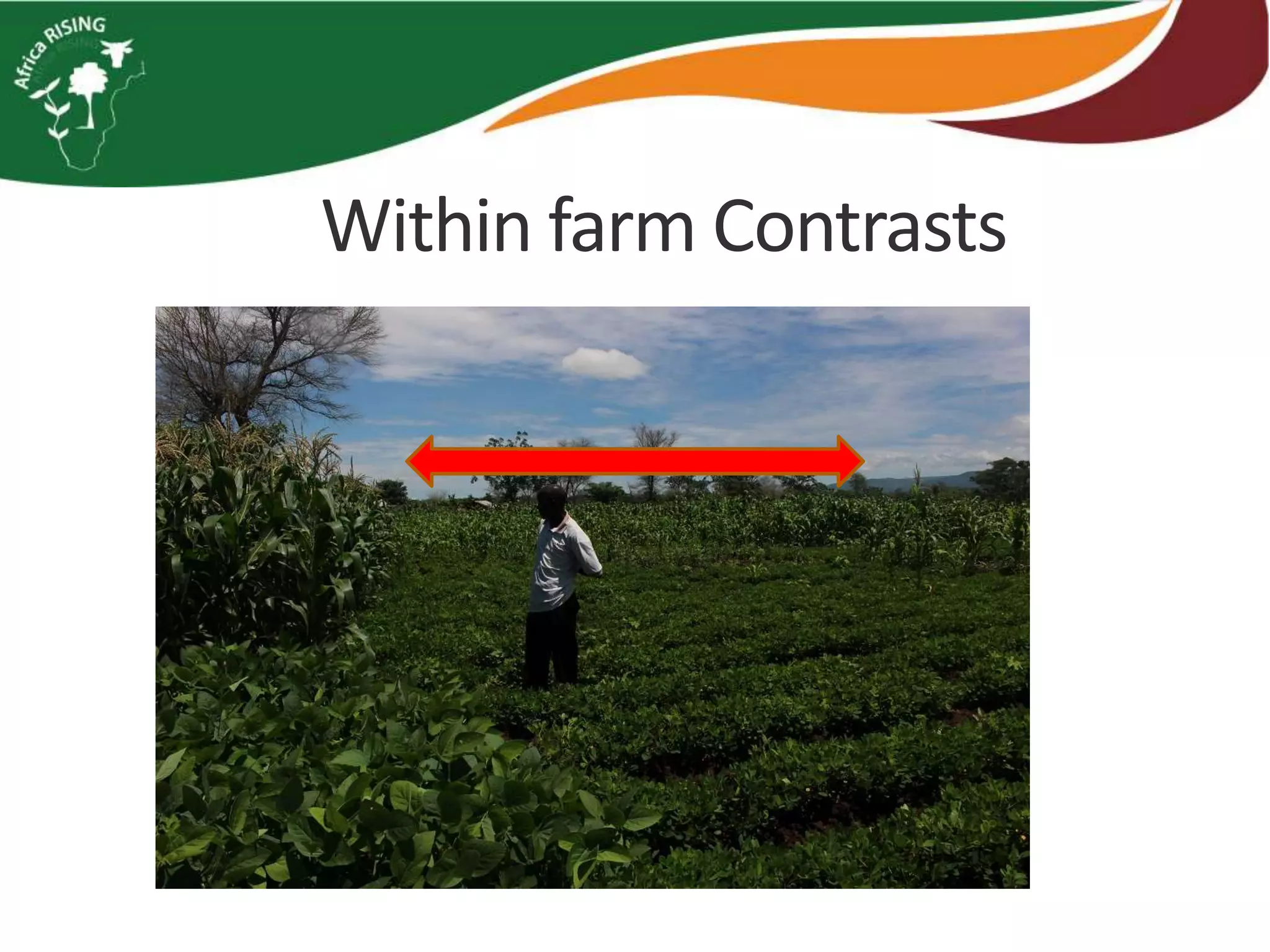 Sustainable Intensification through the doubled-up legume technology | PPTX