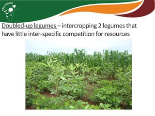 Sustainable Intensification through the doubled-up legume technology | PPTX