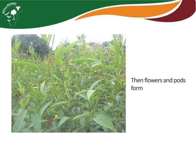 Sustainable Intensification through the doubled-up legume technology ...