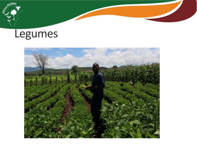 Sustainable Intensification through the doubled-up legume technology ...