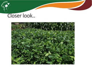 Sustainable Intensification through the doubled-up legume technology | PPTX