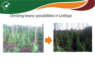 Sustainable Intensification through the doubled-up legume technology | PPTX