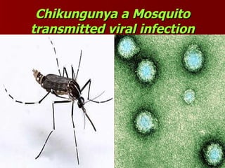 Chikungunya ppt | PDF | Infectious Diseases | Diseases and Conditions