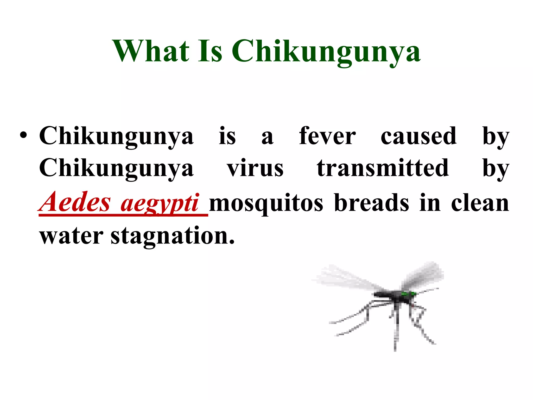 Chikungunya | PPTX