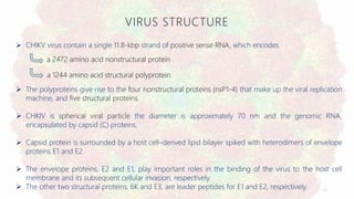 chikungunya disease and it's pathophysiology | PPTX