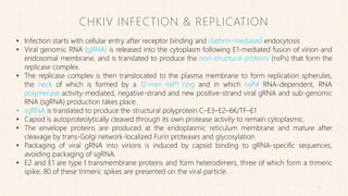 chikungunya disease and it's pathophysiology | PPTX