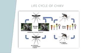 chikungunya disease and it's pathophysiology | PPTX