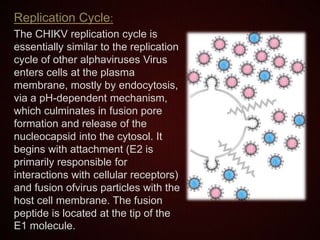 Chikungunya fever | PPTX