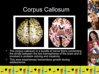 Alcohol and Adolescent Development | PPT