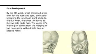 Child and Embryonic face Development.pptx