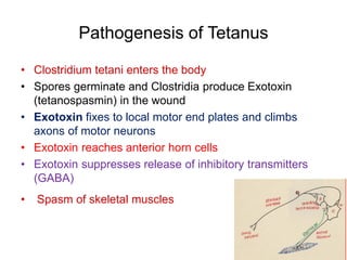 Childhood tetanus 2021 | PDF