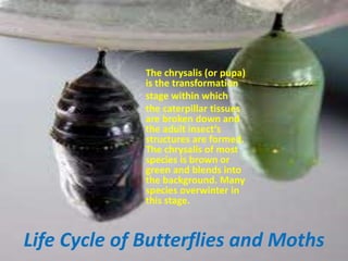 Children s Butterfly Site | PPTX | Food & Drink