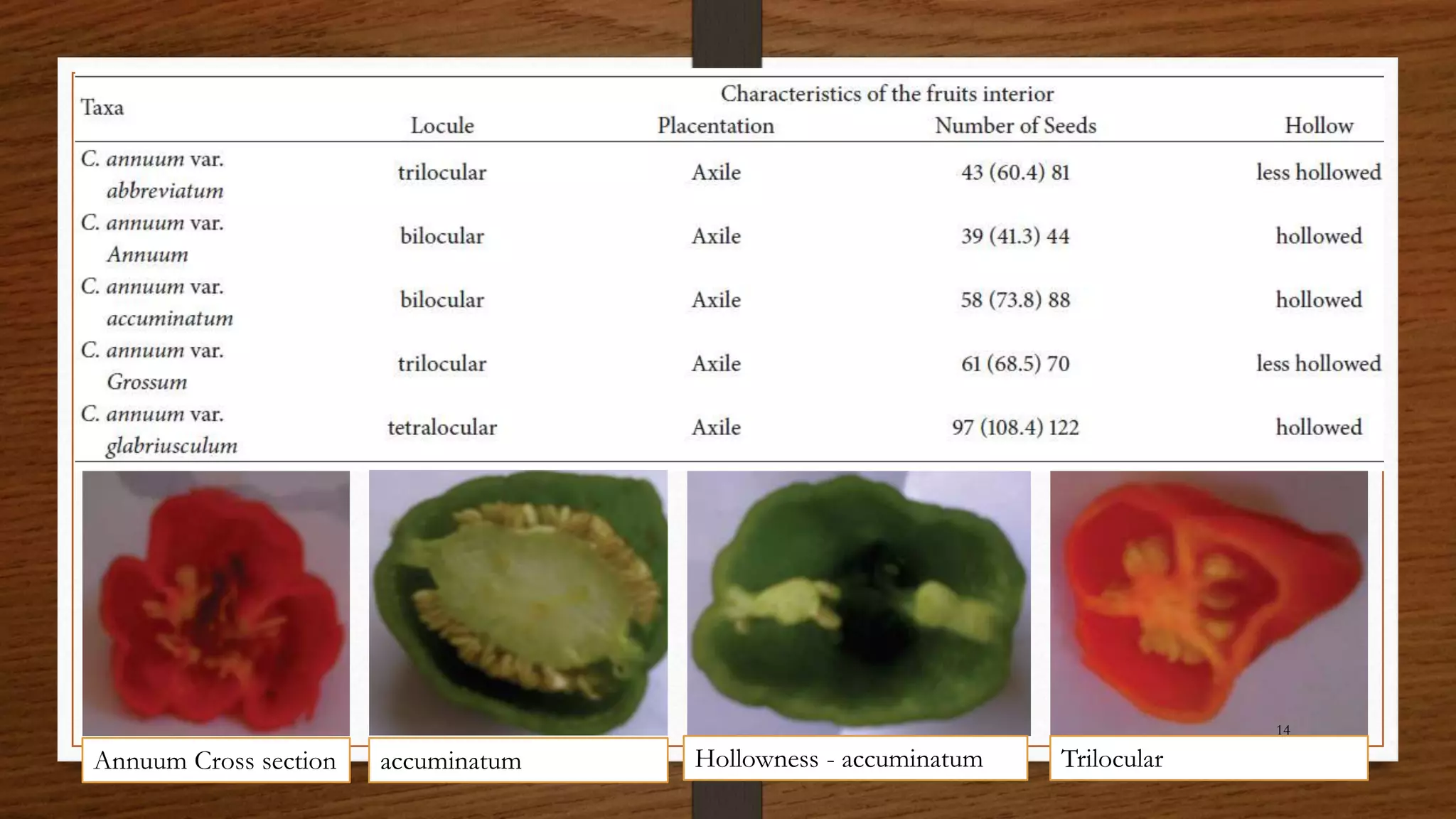 Chili, peppers taxonomy origin evolution male sterility,chilli species ...