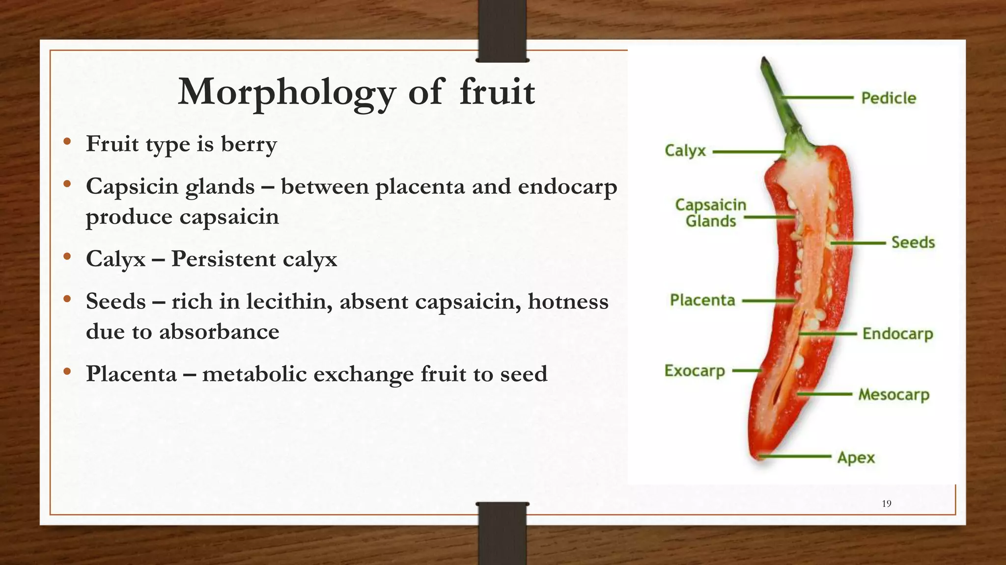 Chili, peppers taxonomy origin evolution male sterility,chilli species ...