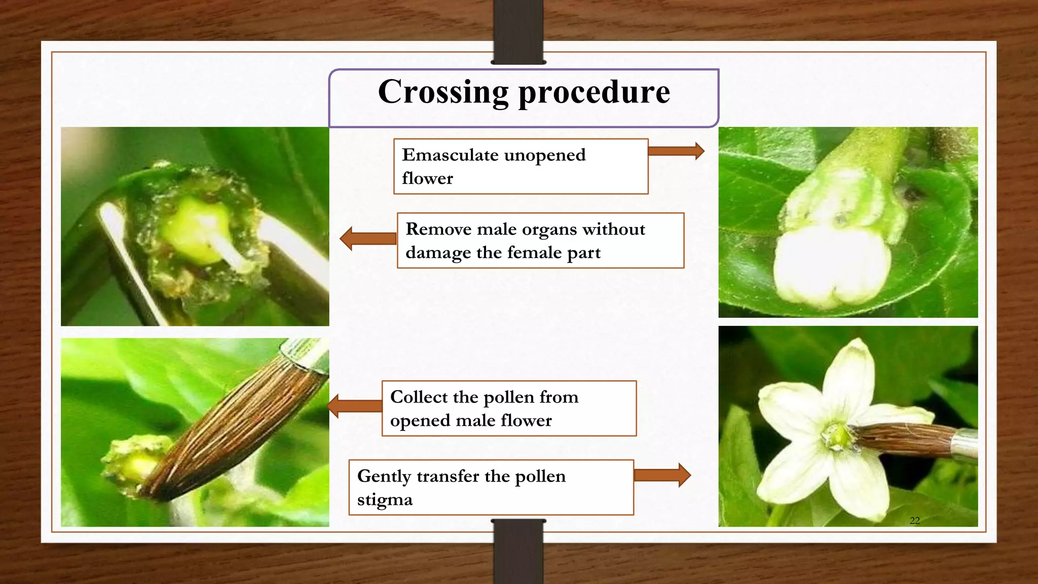 Chili, peppers taxonomy origin evolution male sterility,chilli species ...