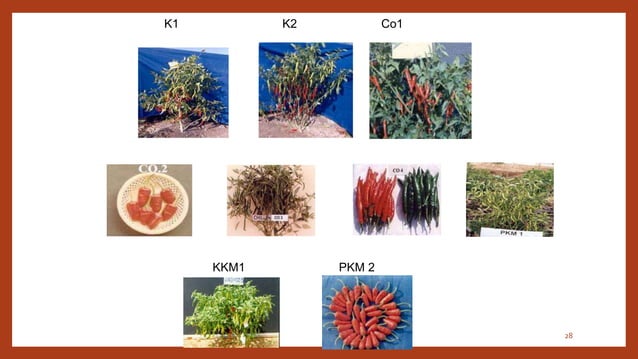 Chili, peppers taxonomy origin evolution male sterility,chilli species ...