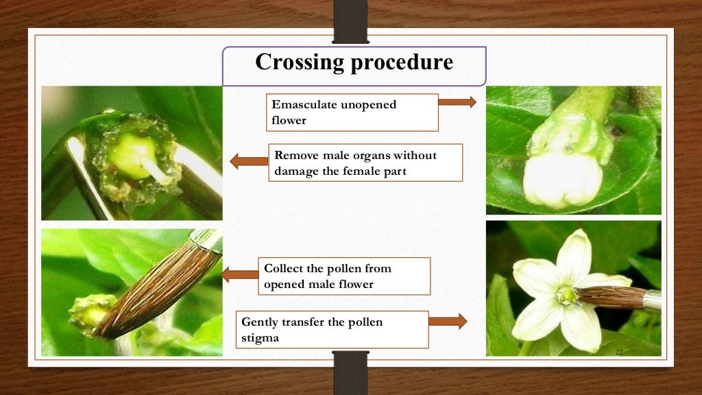 Chili, peppers taxonomy origin evolution male sterility,chilli specie…
