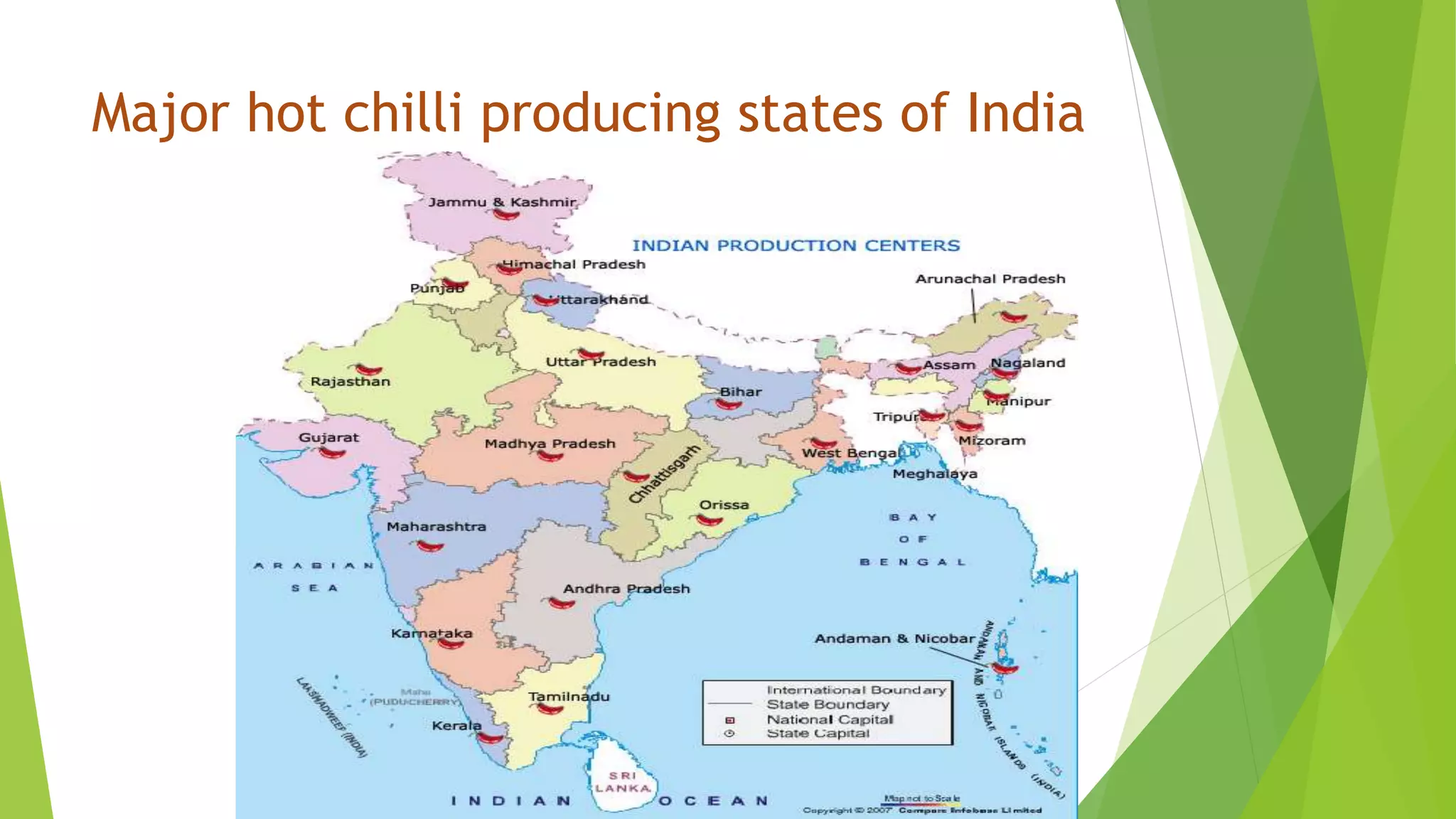 Chilli cultivation, trading process | PPTX