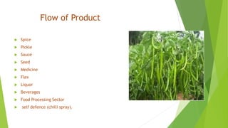 Chilli cultivation, trading process | PPTX