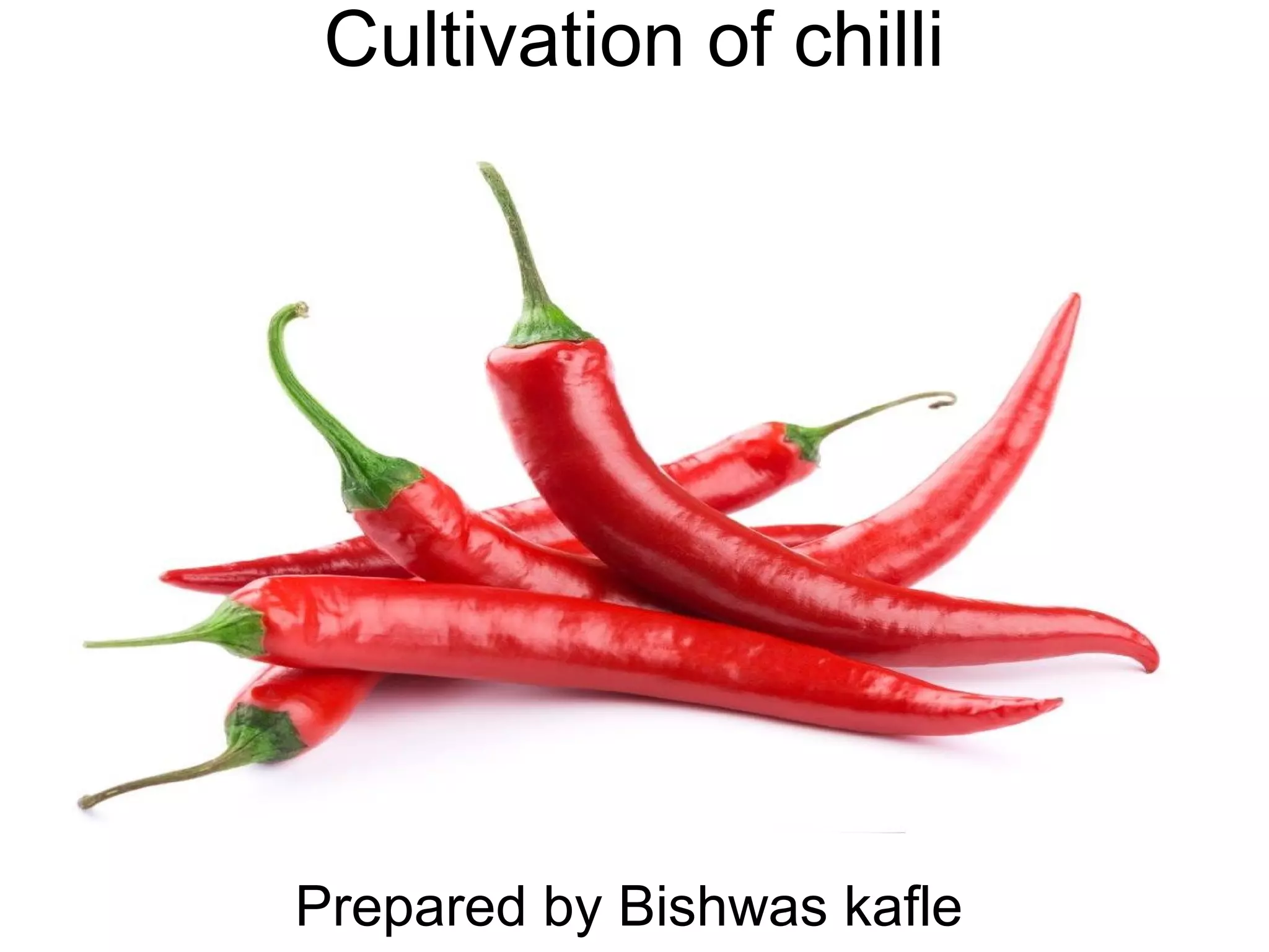 Chilli | PPT