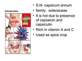 Chilli | PPT