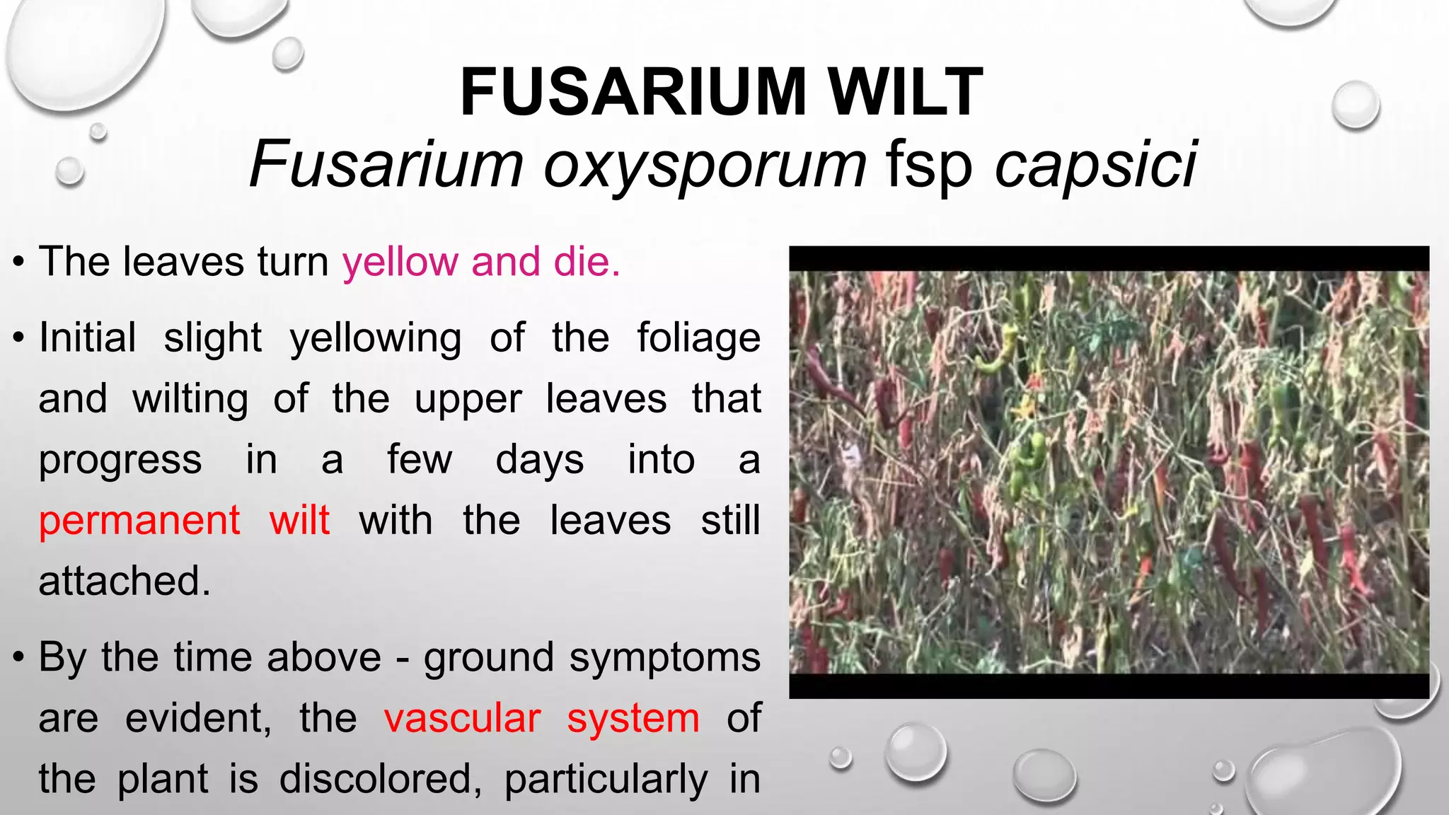 Integrated disease management of chilli | PPTX