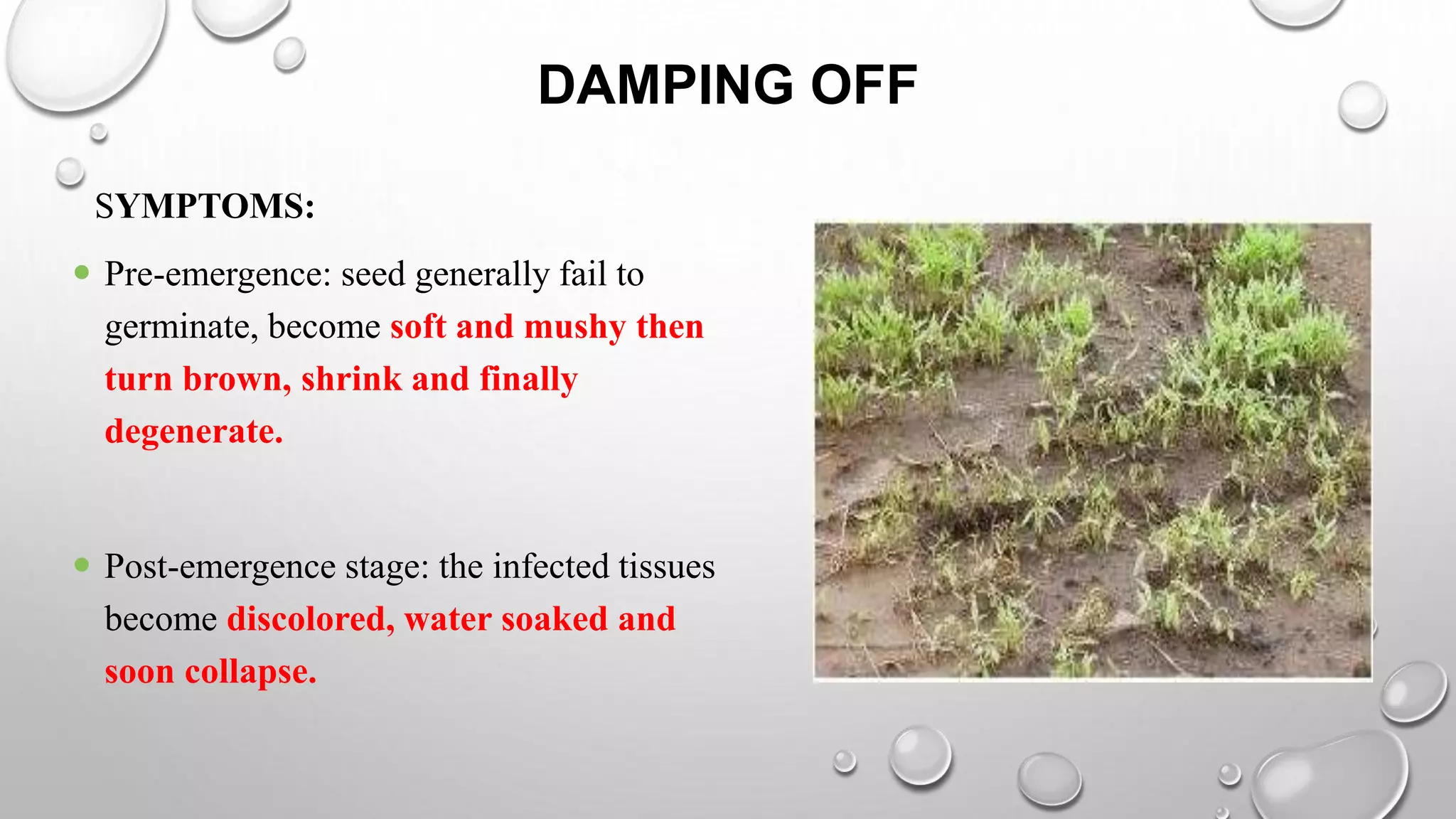 Integrated disease management of chilli | PPTX