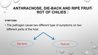 Integrated disease management of chilli | PPTX