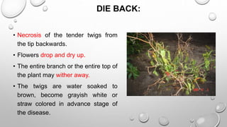Integrated disease management of chilli | PPTX