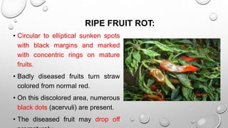 Integrated disease management of chilli | PPTX