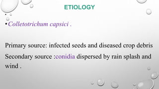 Integrated disease management of chilli | PPTX